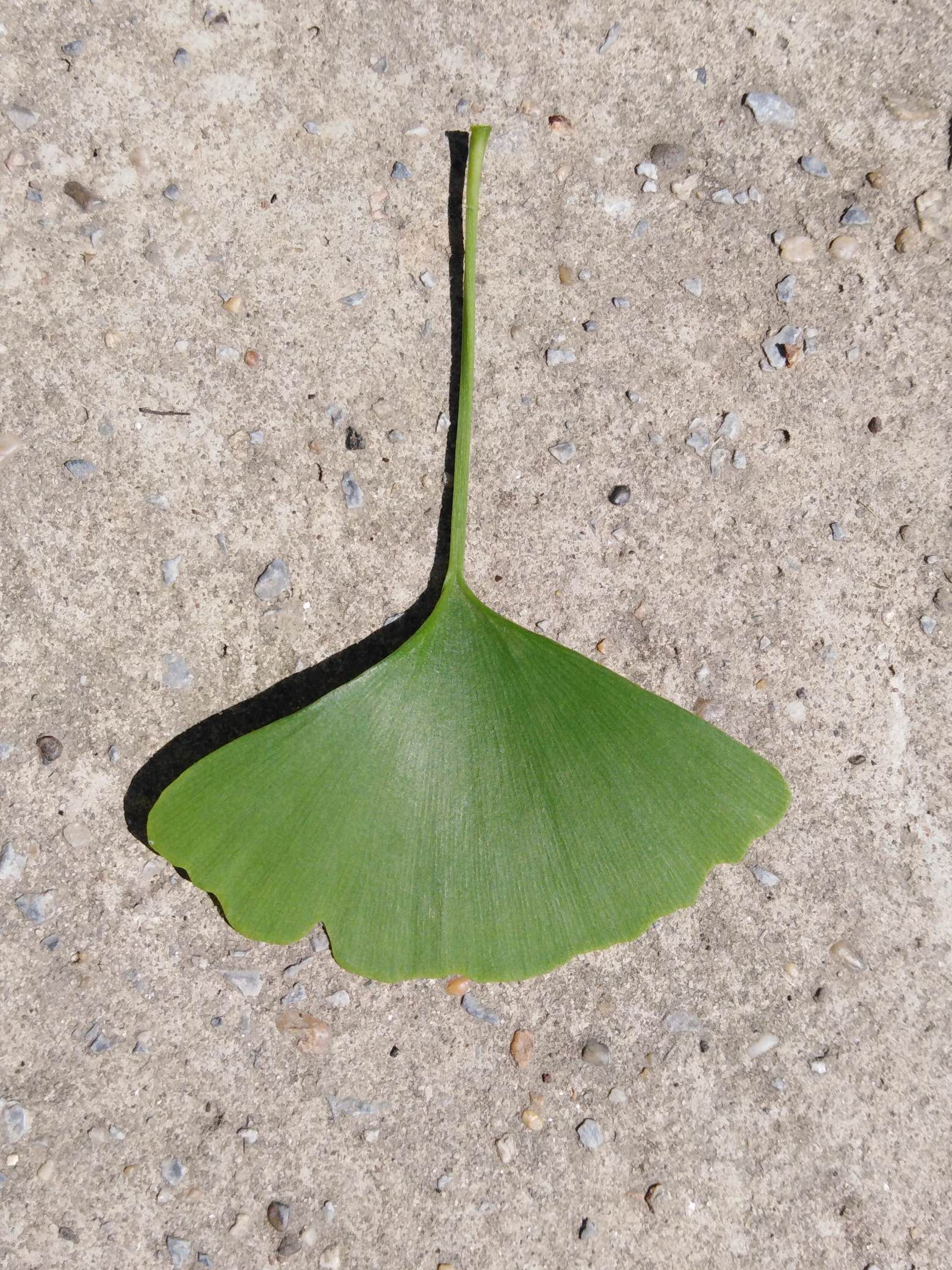 GINKO BILOBA | Drvokod čošjak